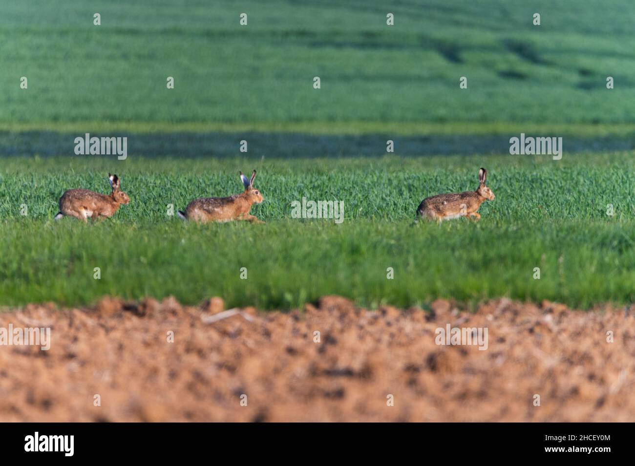 Three rabbits running in the fields Stock Photo - Alamy