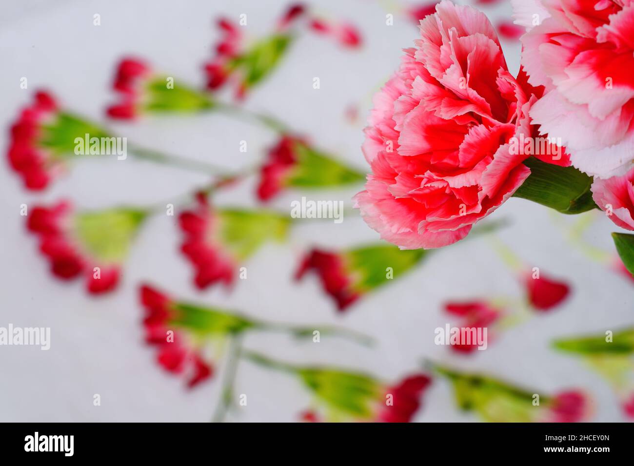 Pressed carnation flower petals in pink and white Stock Photo - Alamy