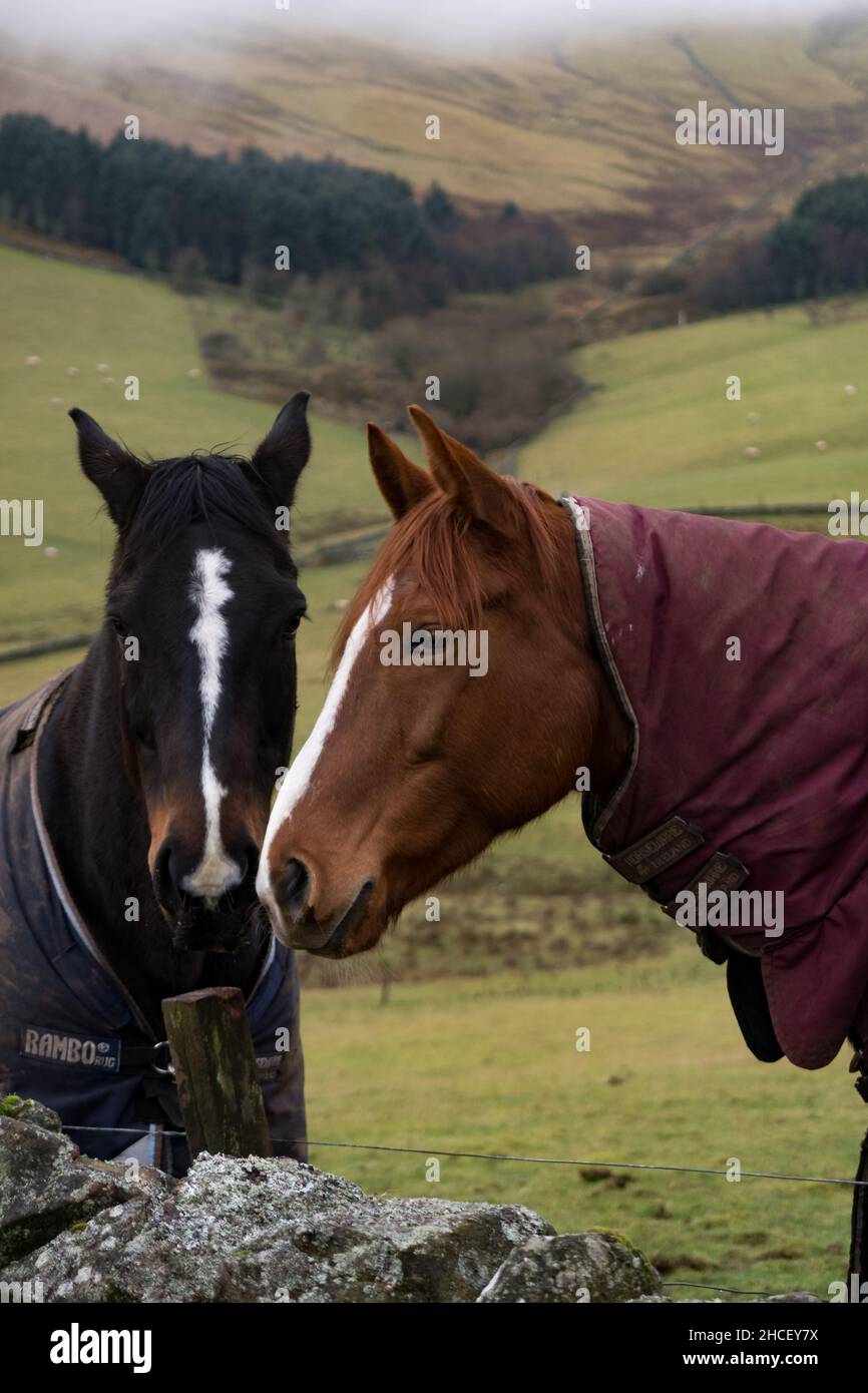 Protect horses in cold weather hi-res stock photography and images - Alamy