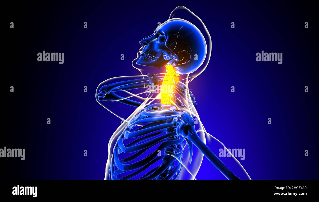 Cervical spine neck joint pain Anatomy For Medical Concept 3D ...