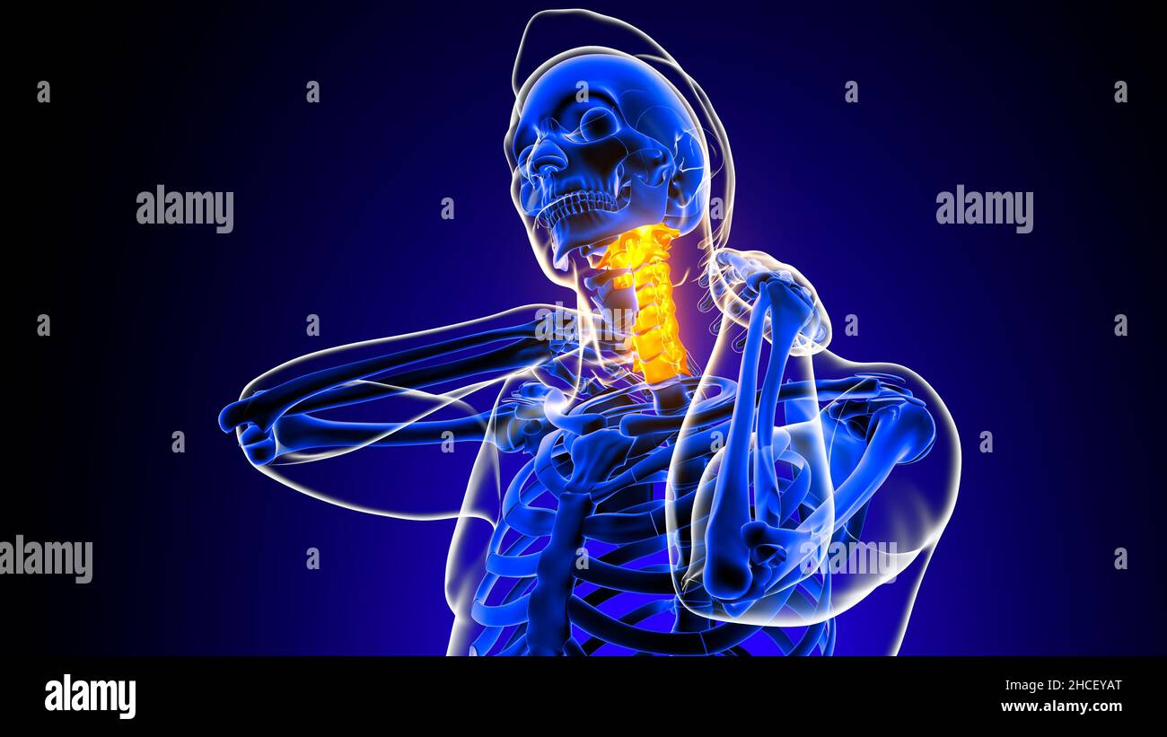 Cervical spine neck joint pain Anatomy For Medical Concept 3D ...