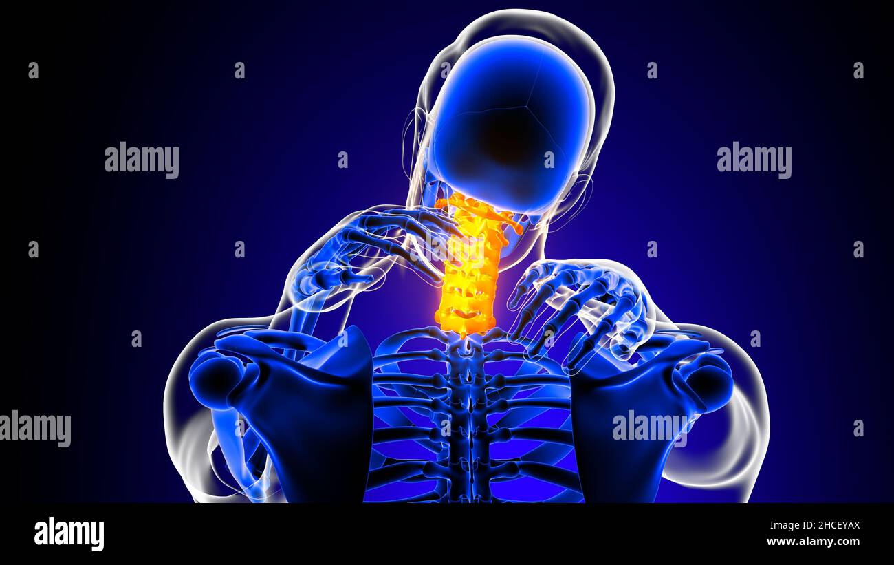 Cervical spine neck joint pain Anatomy For Medical Concept 3D ...