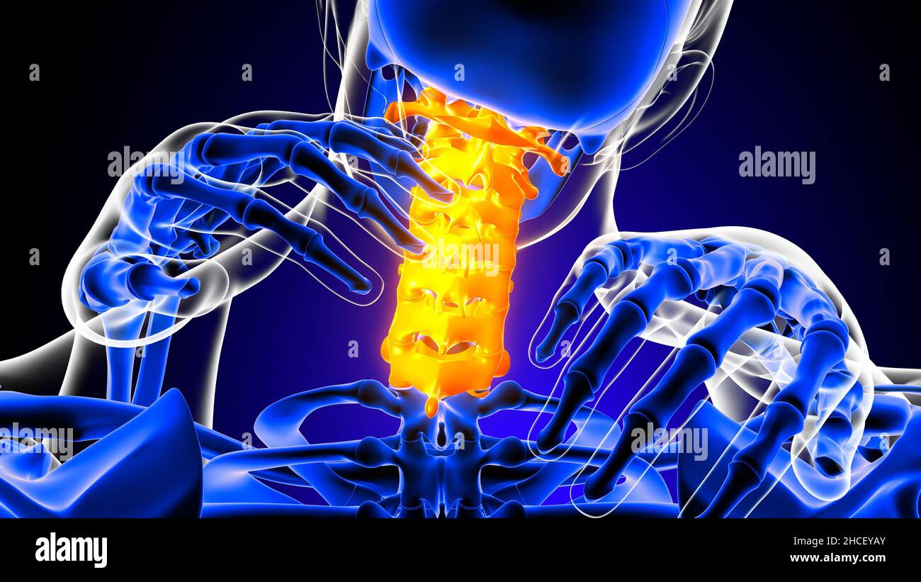 Cervical spine neck joint pain Anatomy For Medical Concept 3D ...