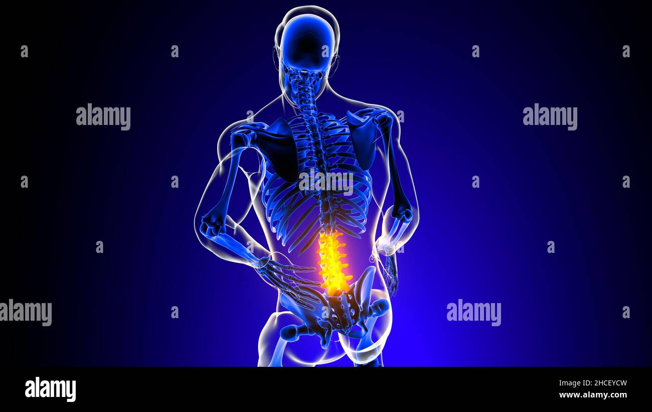 Lumbar spine joint pain Anatomy For Medical Concept 3D Illustration ...