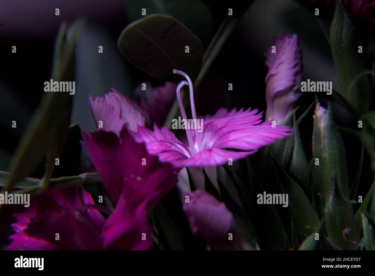 Selective closeup of a delicate pink blossom with pistils with closed ...