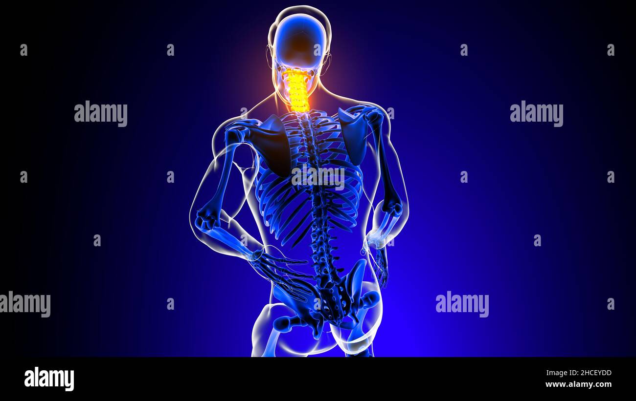 Cervical spine neck joint pain Anatomy For Medical Concept 3D ...