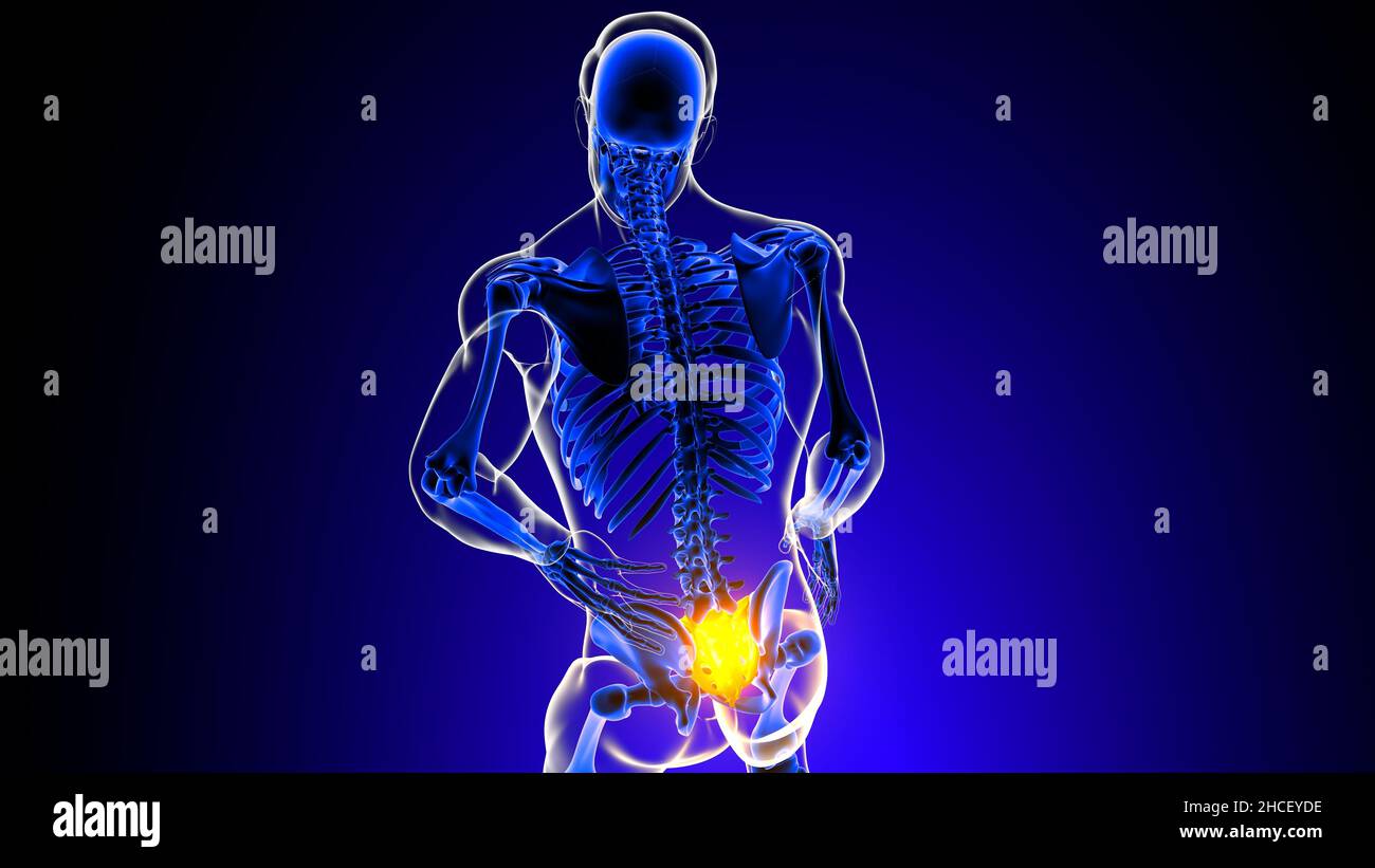Sacral spine joint pain Anatomy For Medical Concept 3D Illustration ...