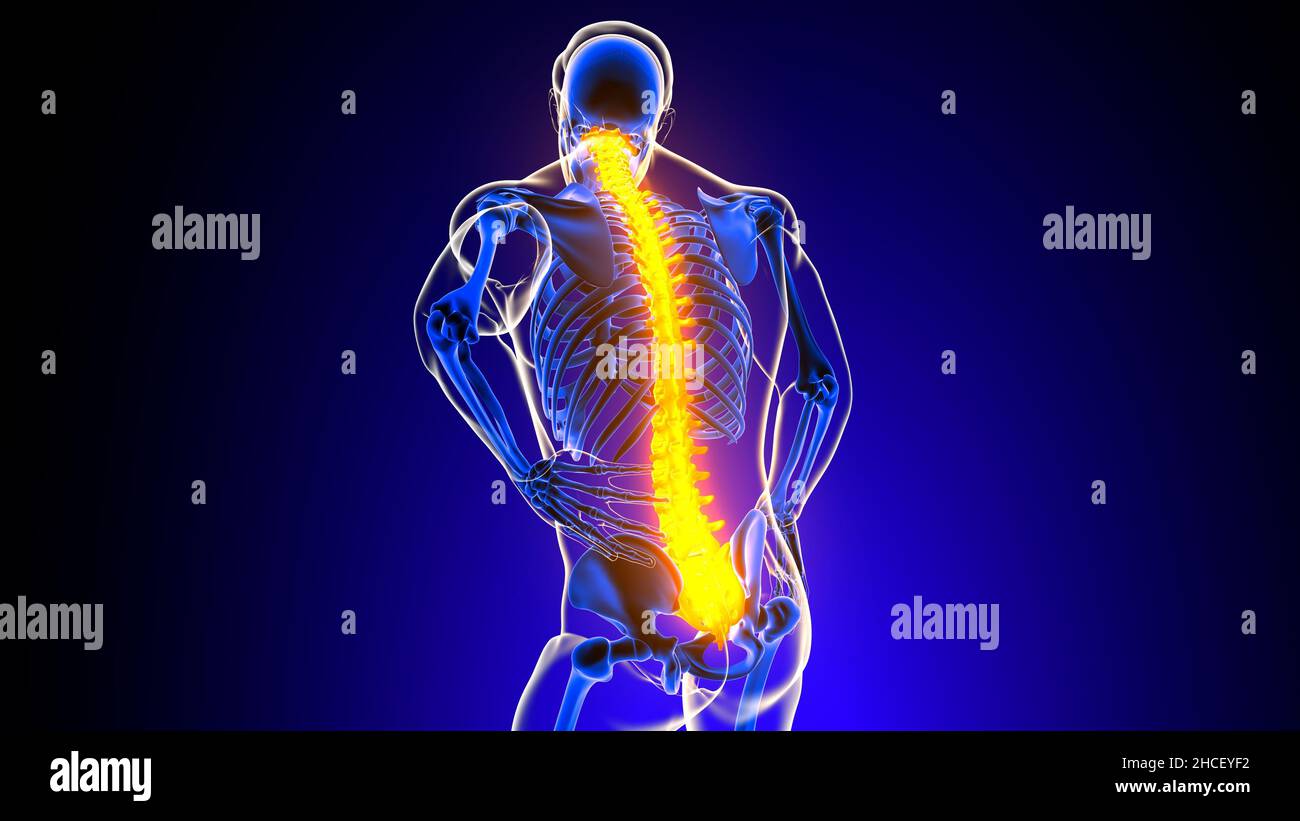 veritable column spine Back pain Anatomy For Medical Concept 3D ...