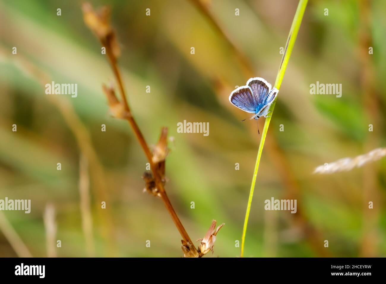 A silver studded blue Butterfly on a meadow Stock Photo - Alamy