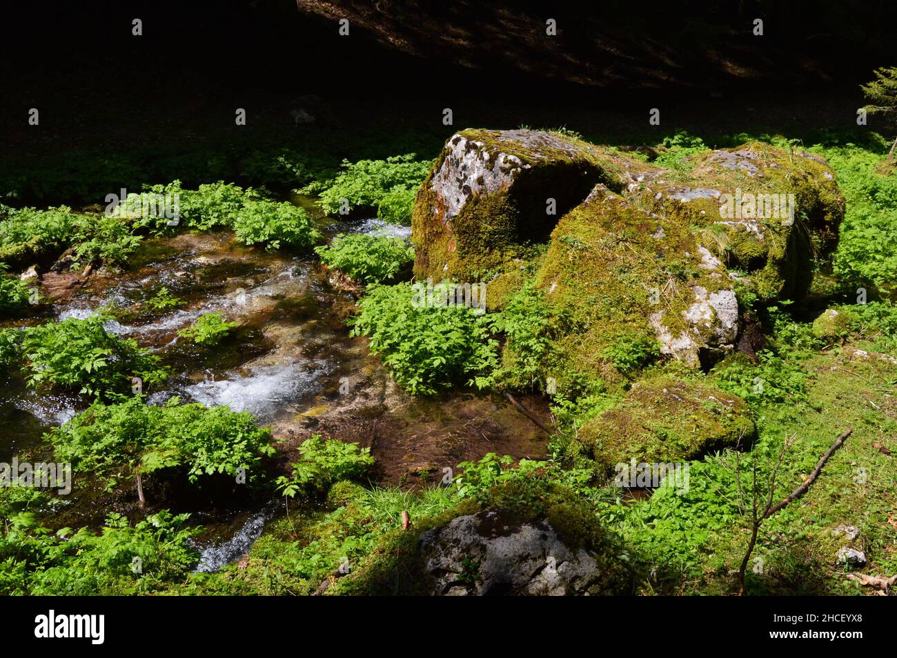 Skakavac hi-res stock photography and images - Alamy