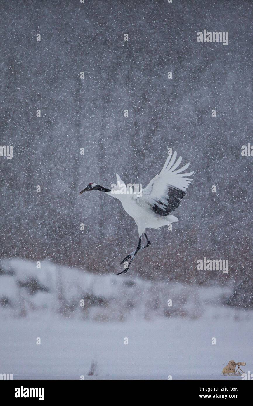 Flying bird cold hi-res stock photography and images - Alamy