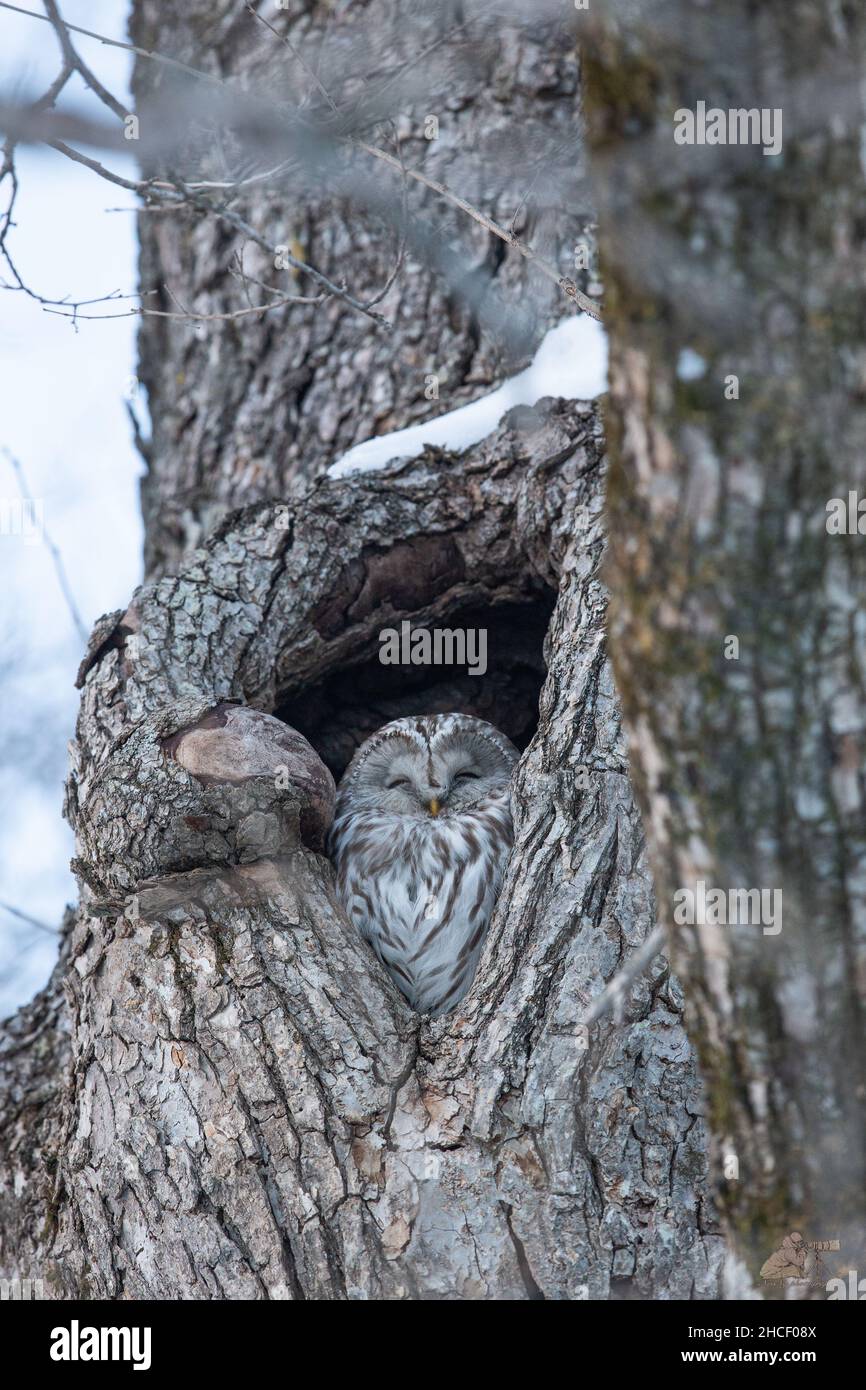 Owl in a tree hollow hi-res stock photography and images - Alamy