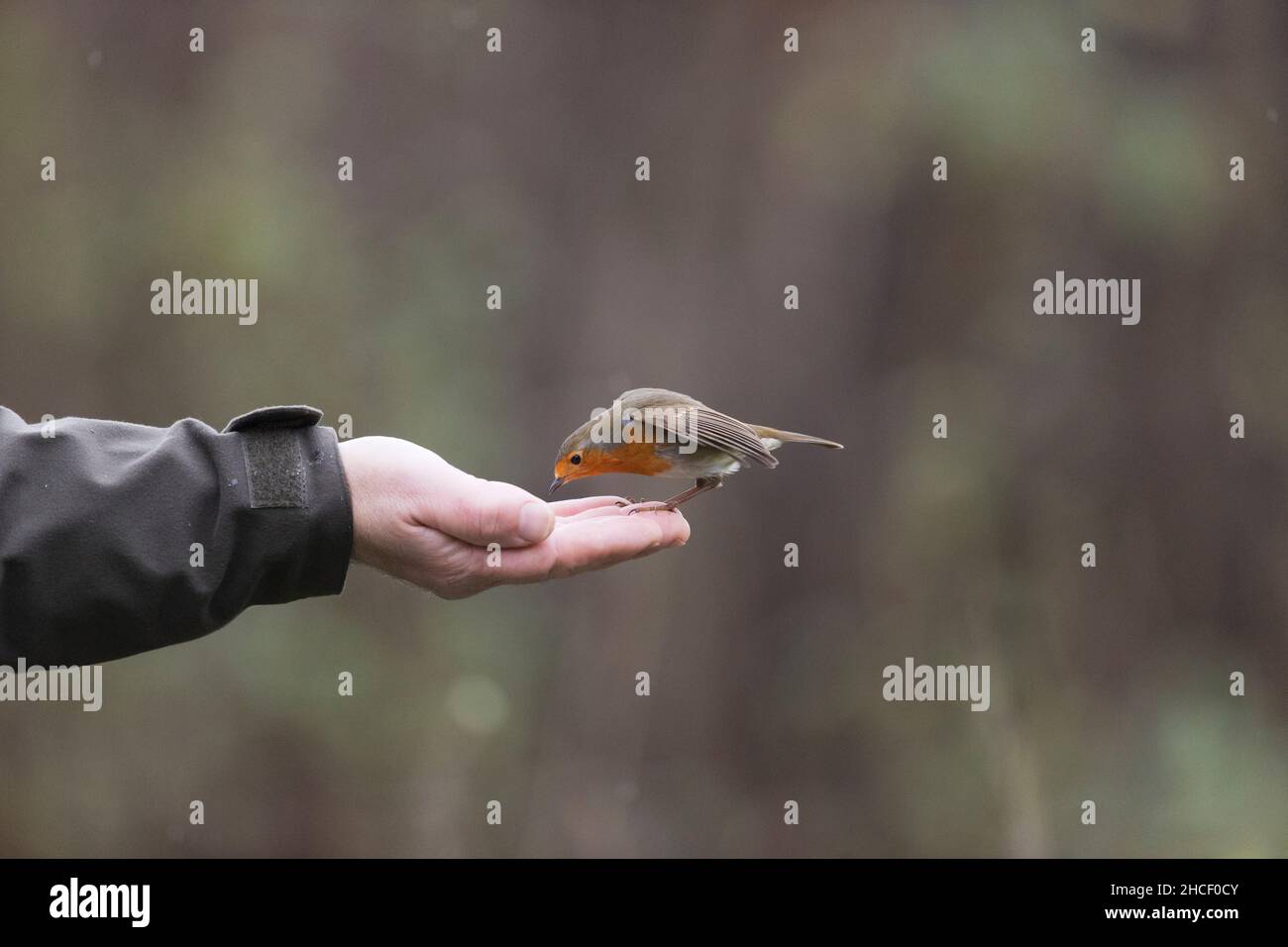 Robin hand feeding hi-res stock photography and images - Alamy