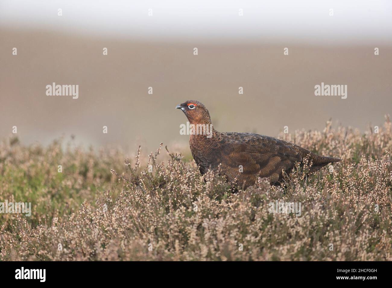 England moorland bird hi-res stock photography and images - Alamy