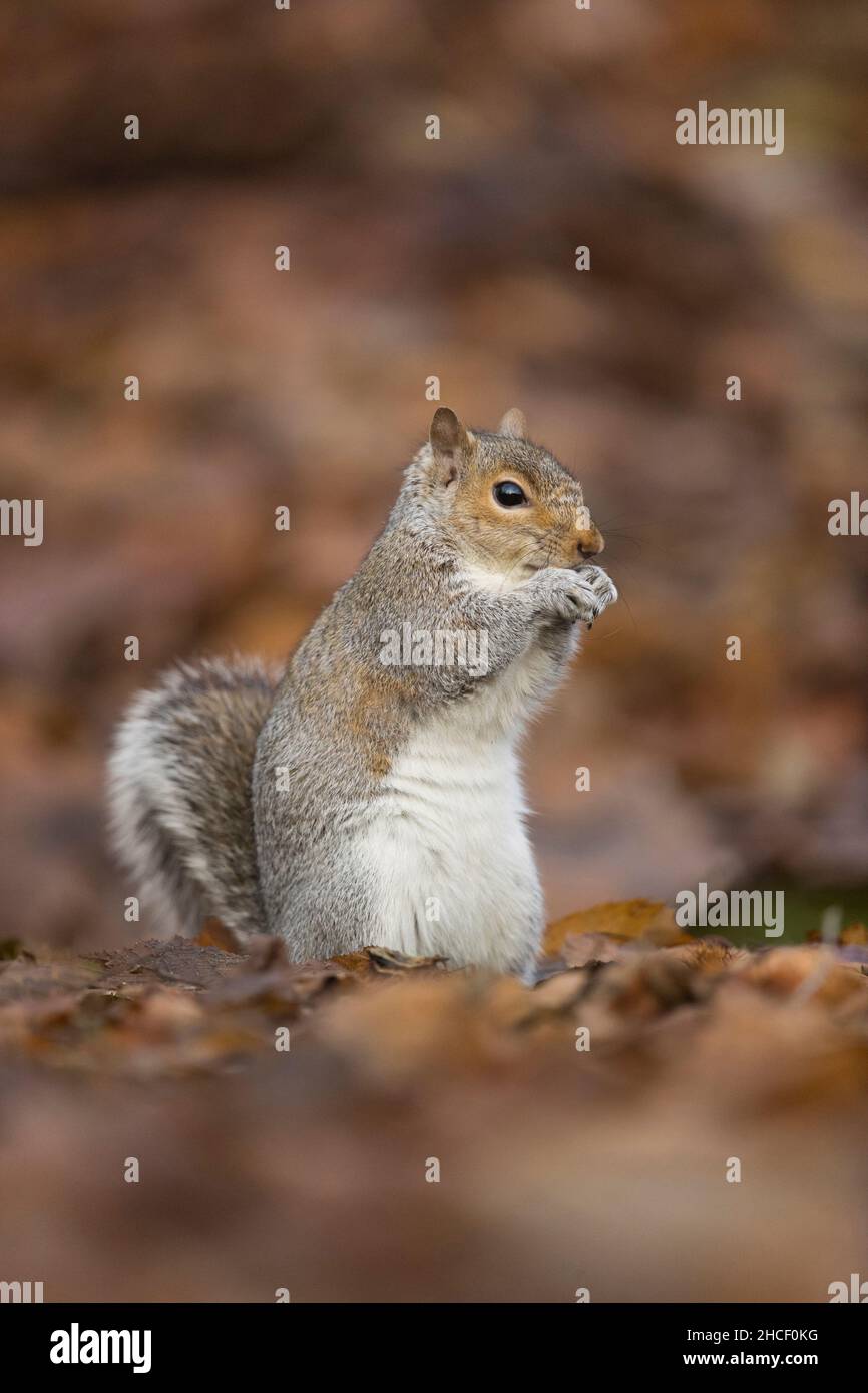Eastern Grey Squirrel (Sciurus carolinensis) introduced species, adult ...