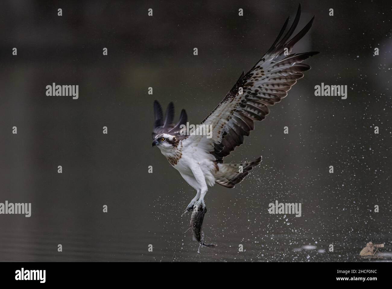 Closeup shot of an Osprey flying over a lake Stock Photo - Alamy
