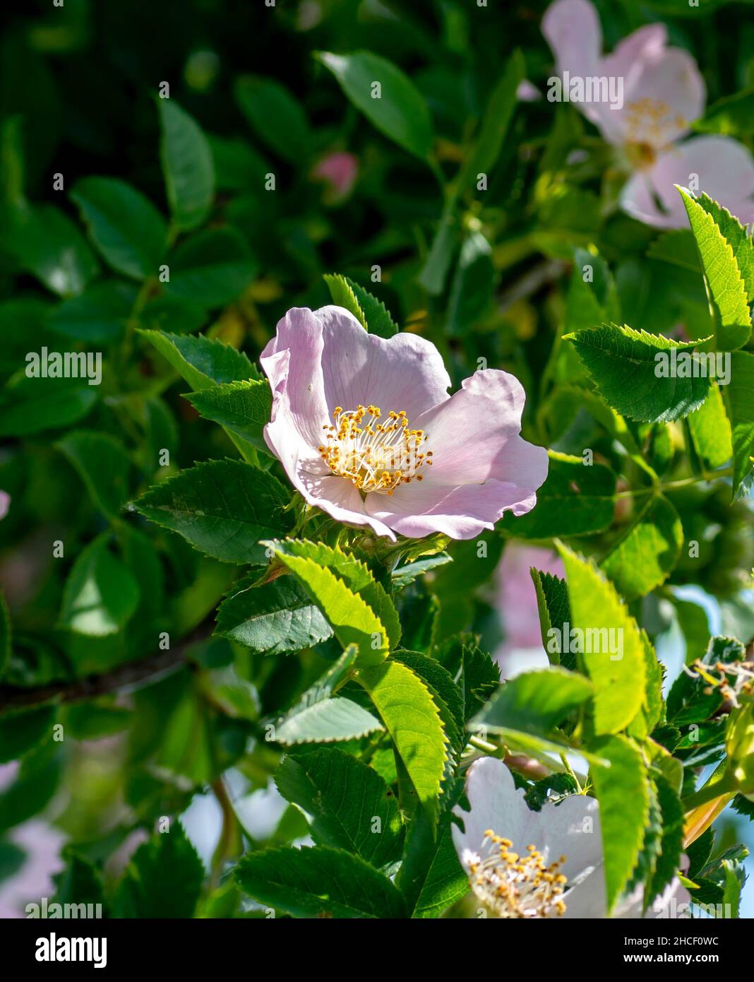 Rosa canina pink flowers in the summer. Blooming Dog rose shrub Stock ...