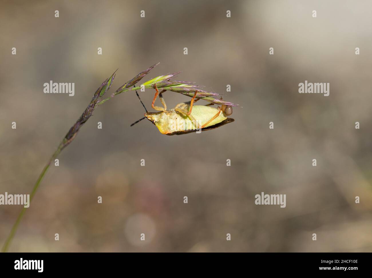 Shield-bug laying eggs on grass (Carpocoris purpureipennis Stock Photo ...