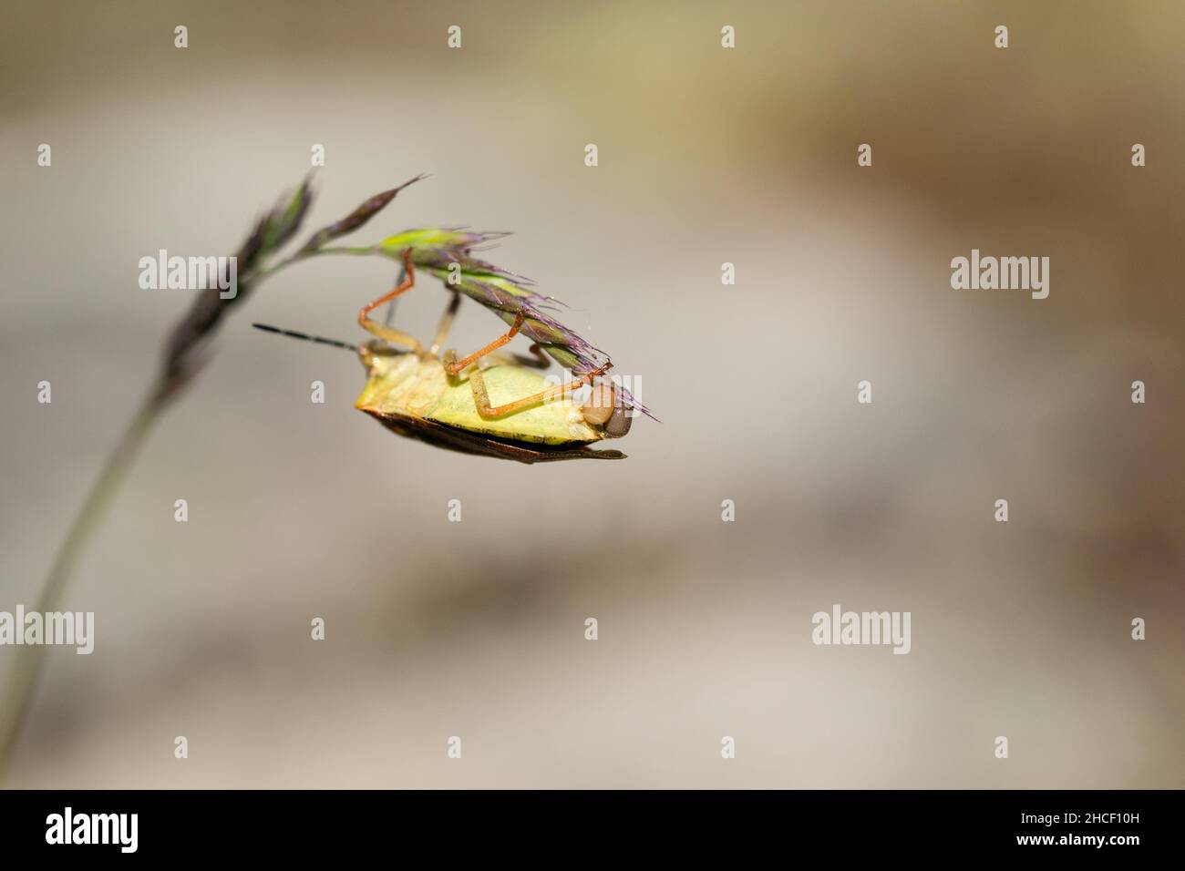 Shield-bug laying eggs on grass (Carpocoris purpureipennis Stock Photo ...
