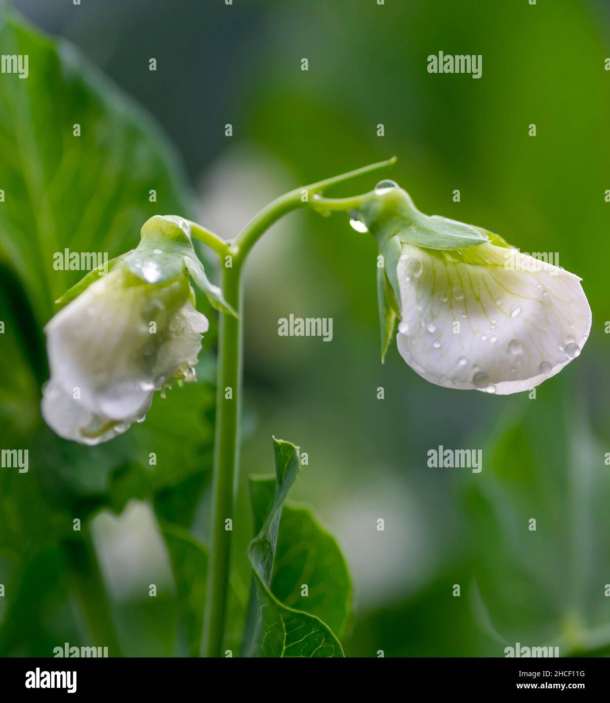 Flowering Garden Pea (Pisum sativum) in the garden. Pea plant blossom ...