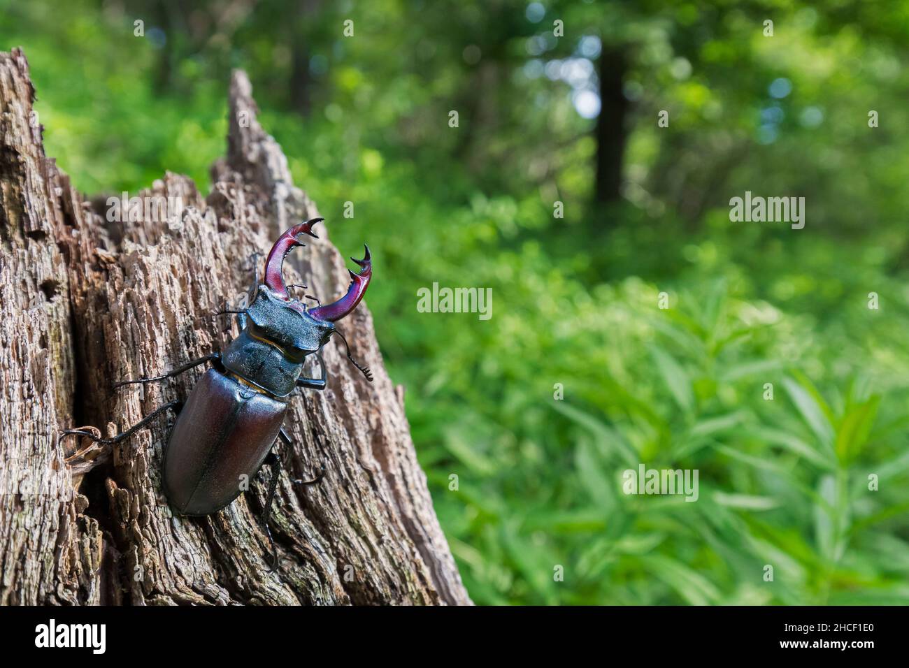 European stag beetle male (Lucanus cervus) with large mandibles / jaws ...