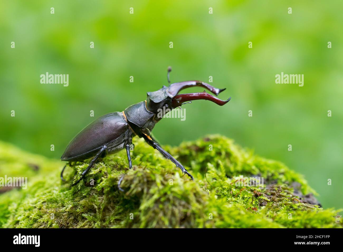 European stag beetle male (Lucanus cervus) with large mandibles / jaws ...