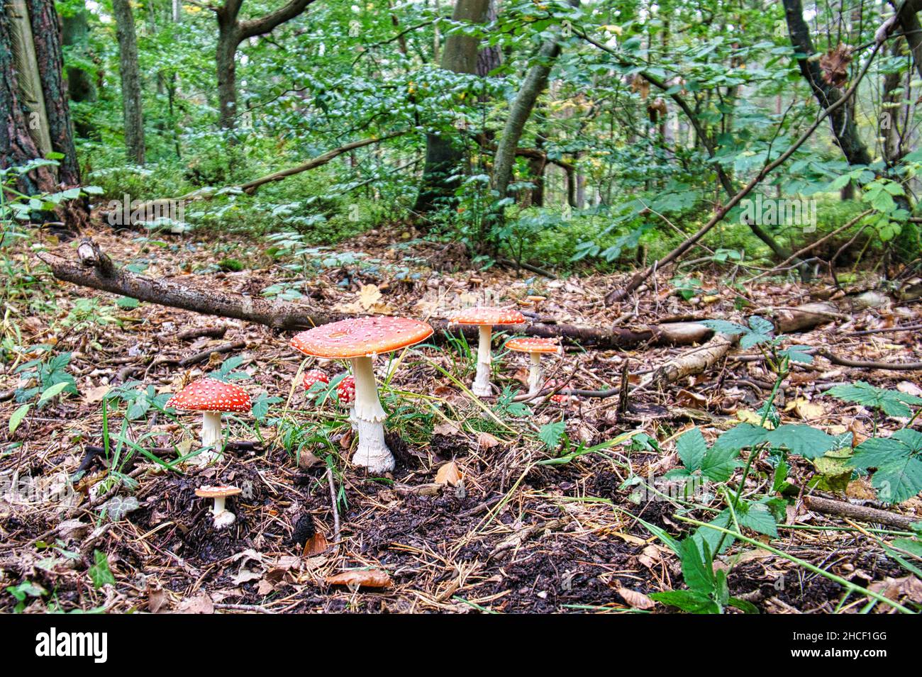 Group of red and white toadstools hi-res stock photography and images ...