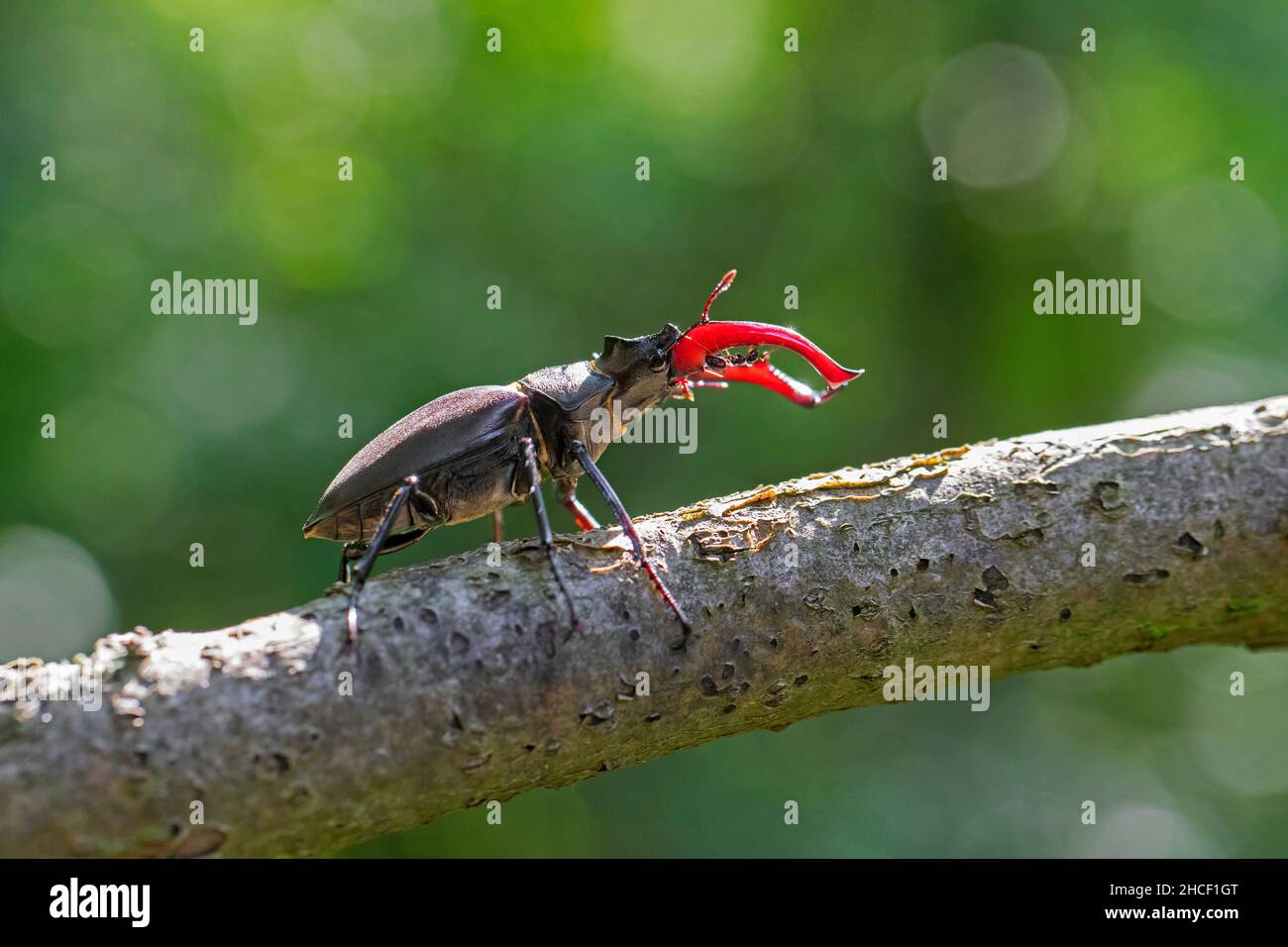 European stag beetle male (Lucanus cervus) with large mandibles / jaws ...
