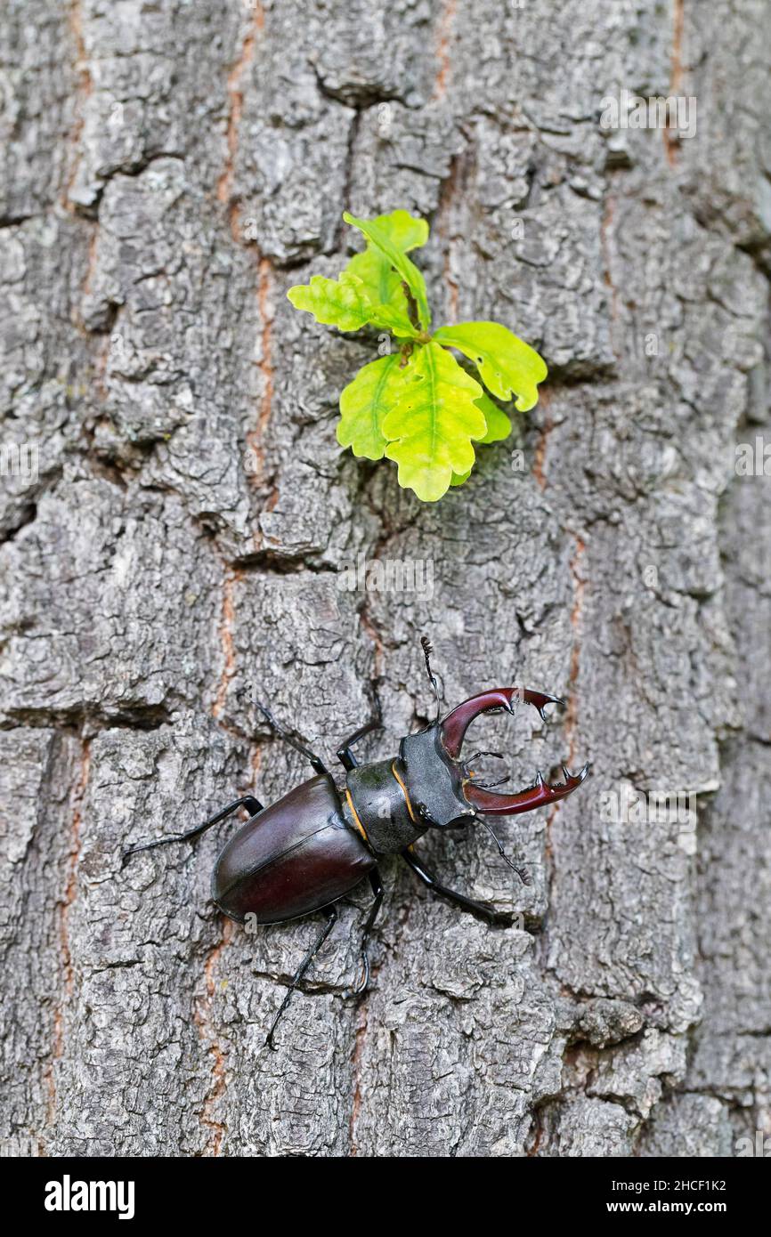 European stag beetle male (Lucanus cervus) with large mandibles / jaws ...