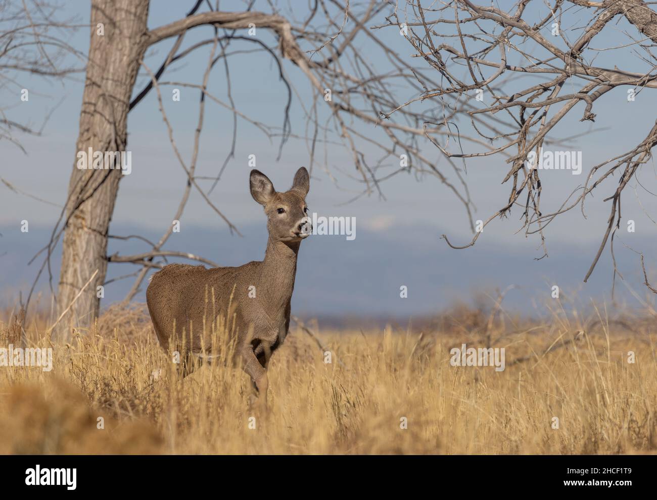 Whitetail Deer Doe in Autumn in Colorado Stock Photo - Alamy