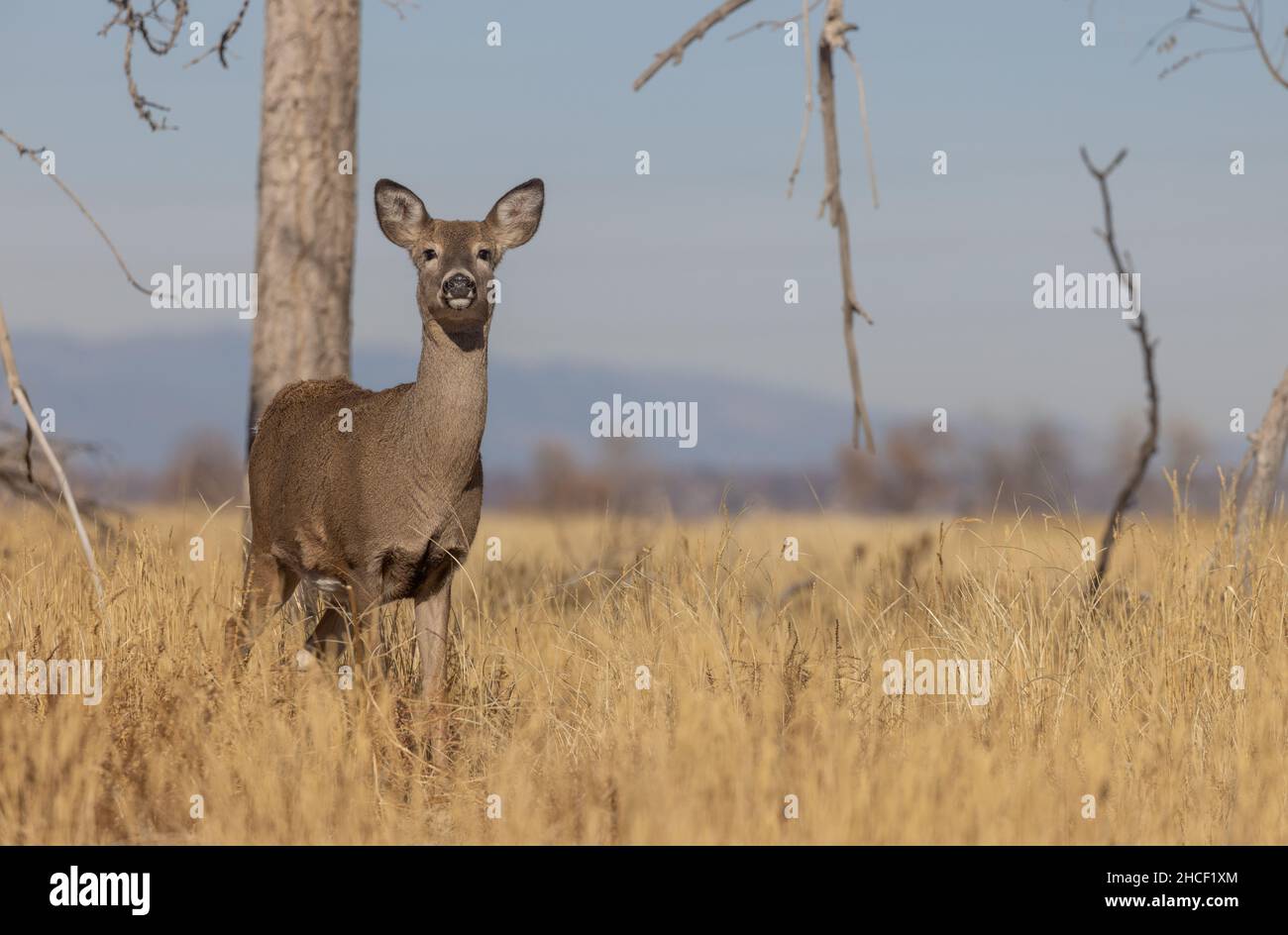 Whitetail Deer Doe in Autumn in Colorado Stock Photo - Alamy