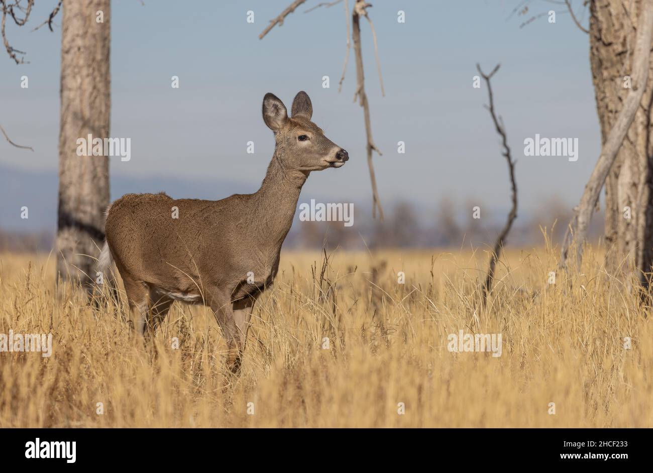 Whitetail Deer Doe in Autumn in Colorado Stock Photo - Alamy
