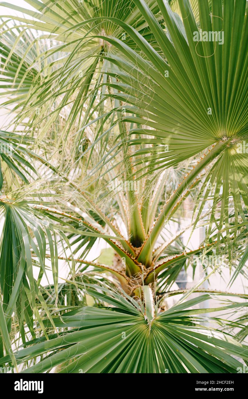 Green leaves of sabal palm tree with beige threads Stock Photo - Alamy