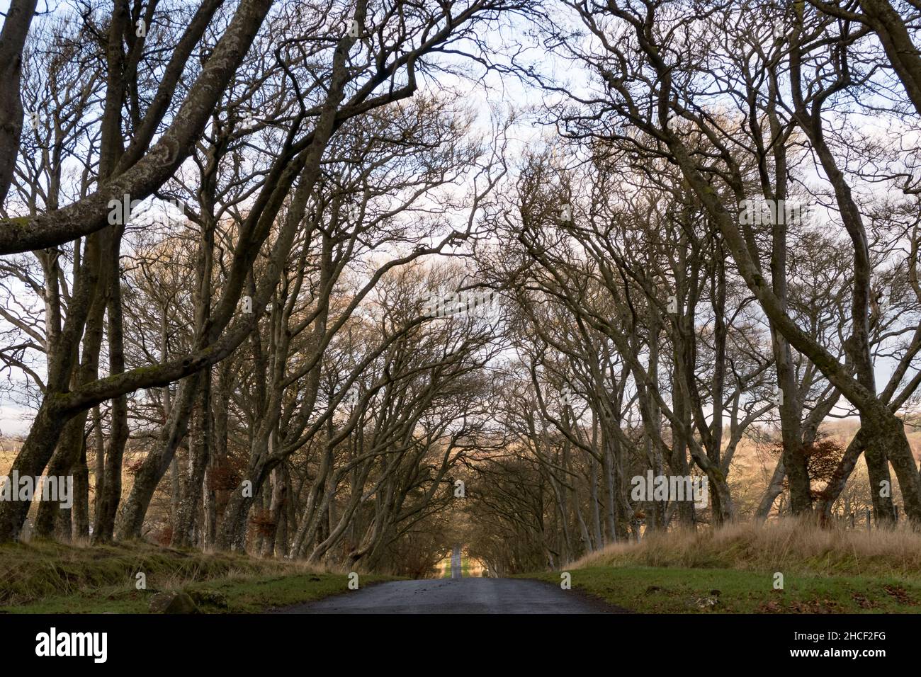 A road flanked by rows of trees forming a natural tunnel Stock Photo ...