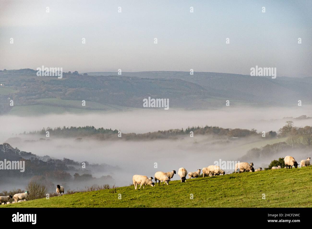 UK, England, Devonshire, Teign Valley. Morning mist lying over the ...