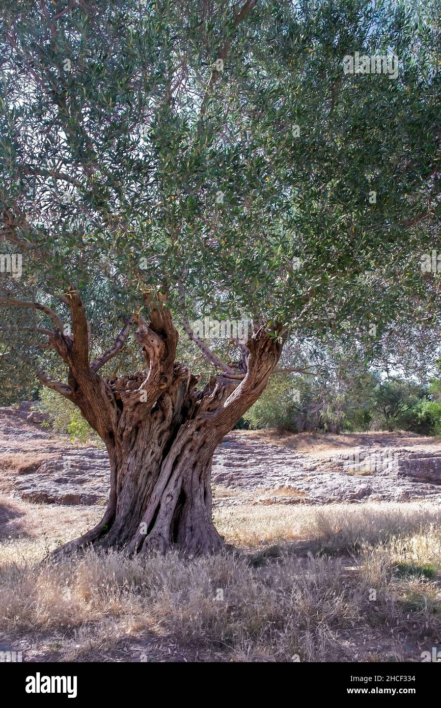 Olea europaea branches hi-res stock photography and images - Alamy