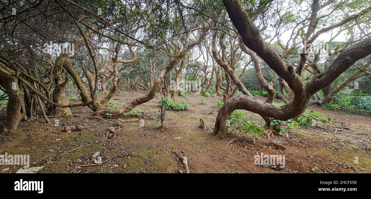 Brown and grey twisty trees near the parking space at Elphinstone Point ...