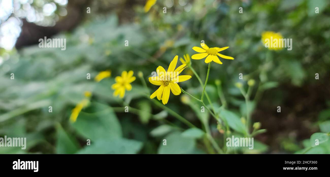 Yellow flower called Sonki or Mumbai Senecio or Graham's groundsel ...