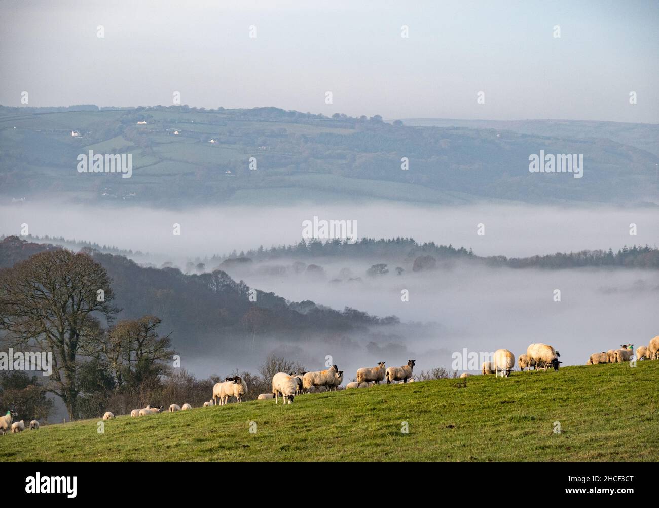 UK, England, Devonshire. Misty morning in the Teign Valley in South ...