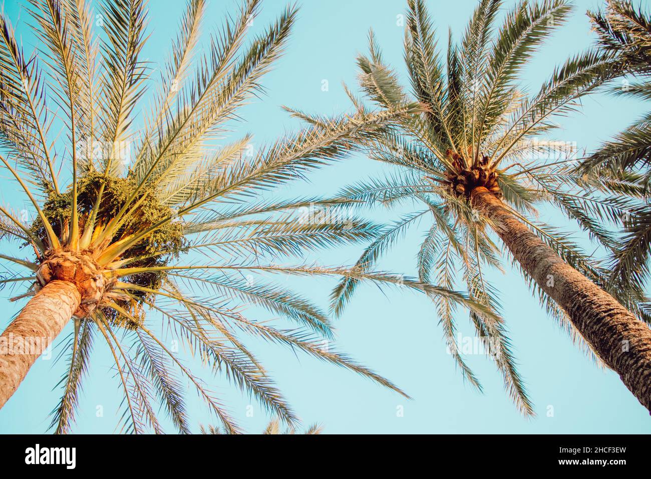 Beautiful shot of palm trees from below Stock Photo - Alamy