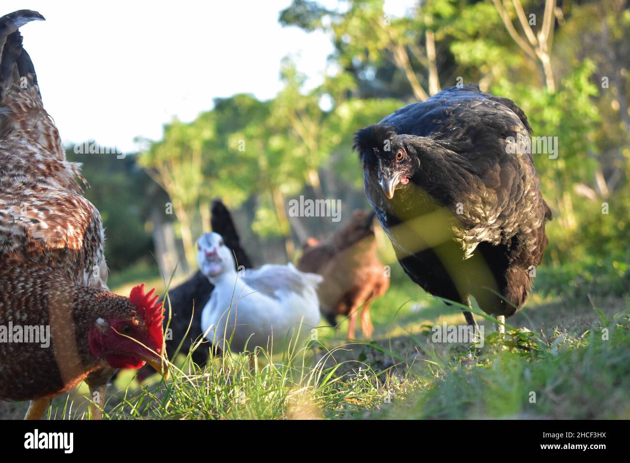 Chickens are always on the lookout for feeding time from their owners ...