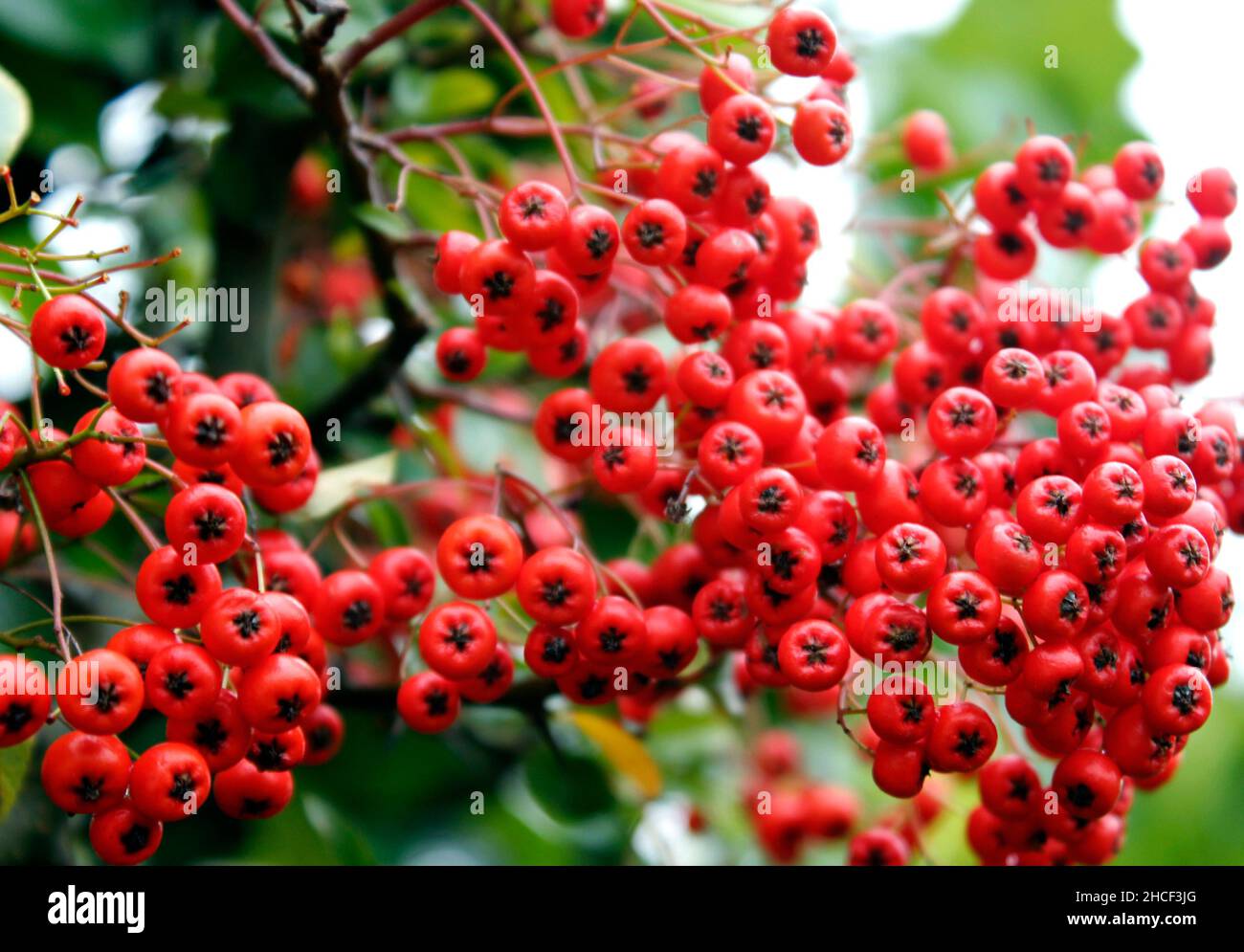 Pyracanthus and bird hi-res stock photography and images - Alamy