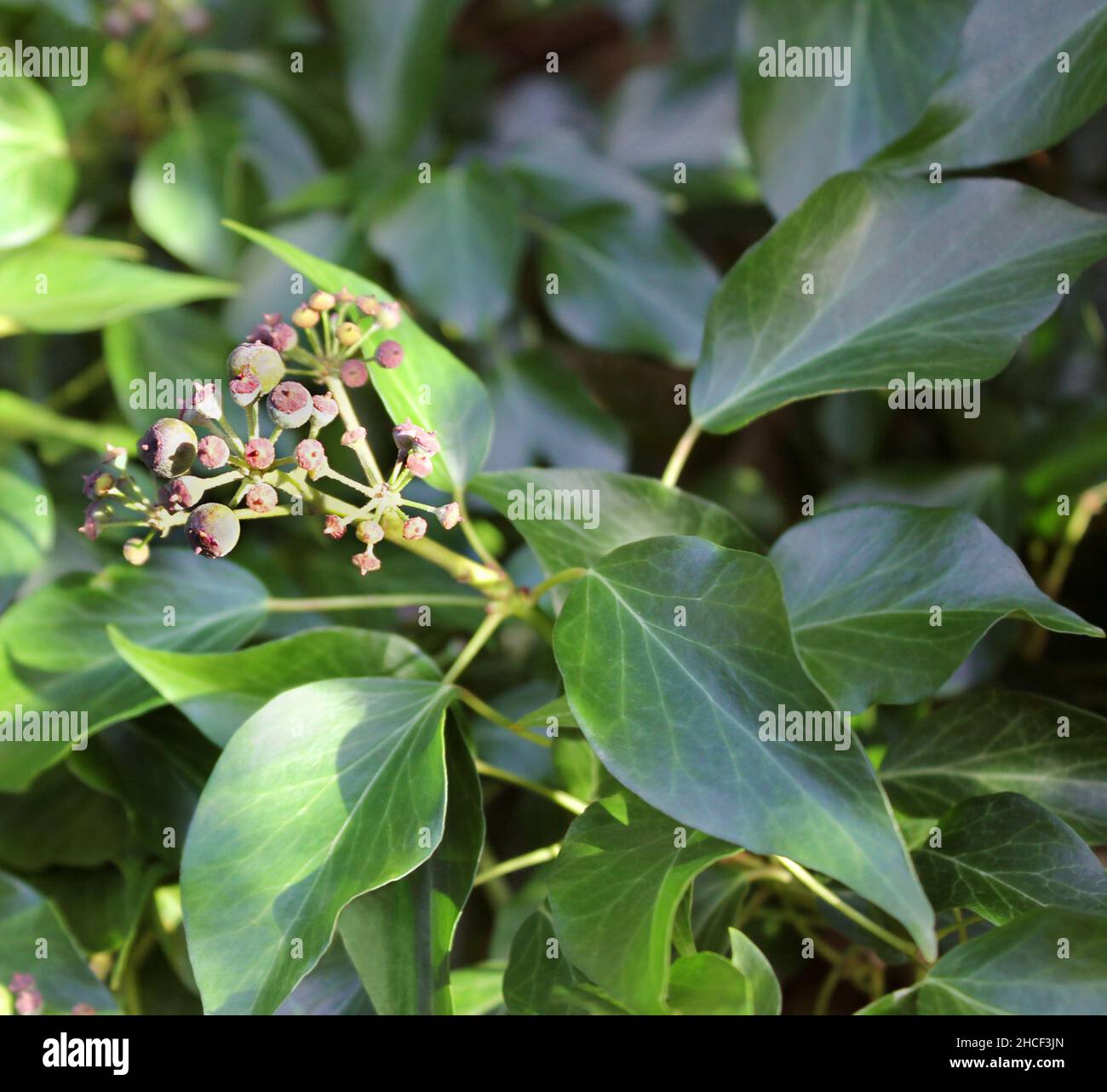 Close up of native ivy 'Hedera helix' flower head growing towards the ...