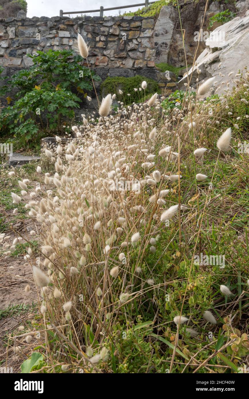 Lagurus ovatus, (hare's-tail, hare's-tail grass or bunnytail) growing ...
