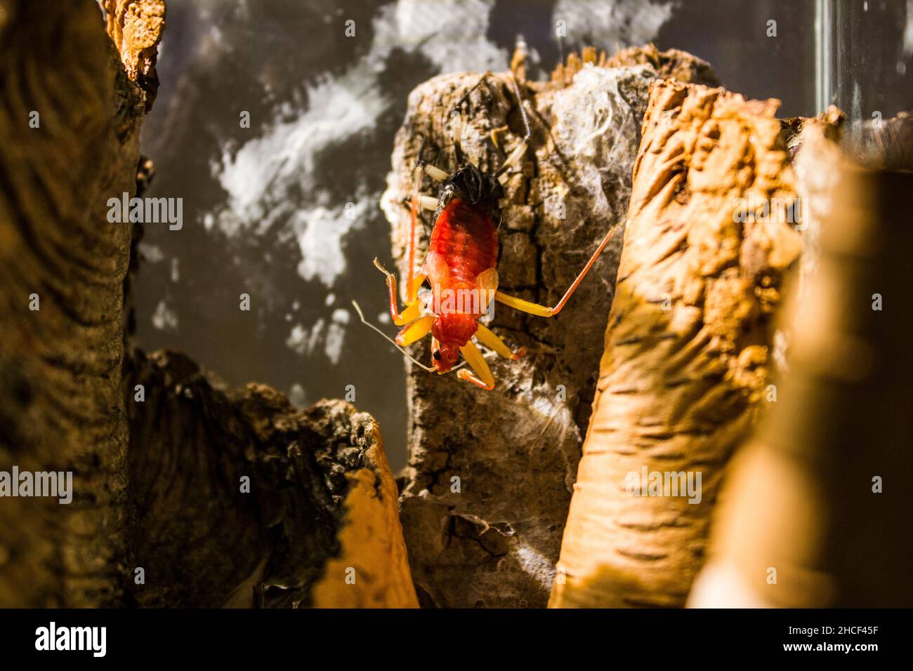 Platymeris biguttatus or two-spotted assassin bug is a venomous ...