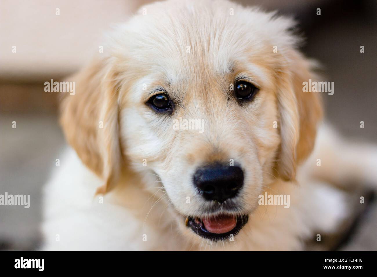 Golden Retriever Puppy Smiling