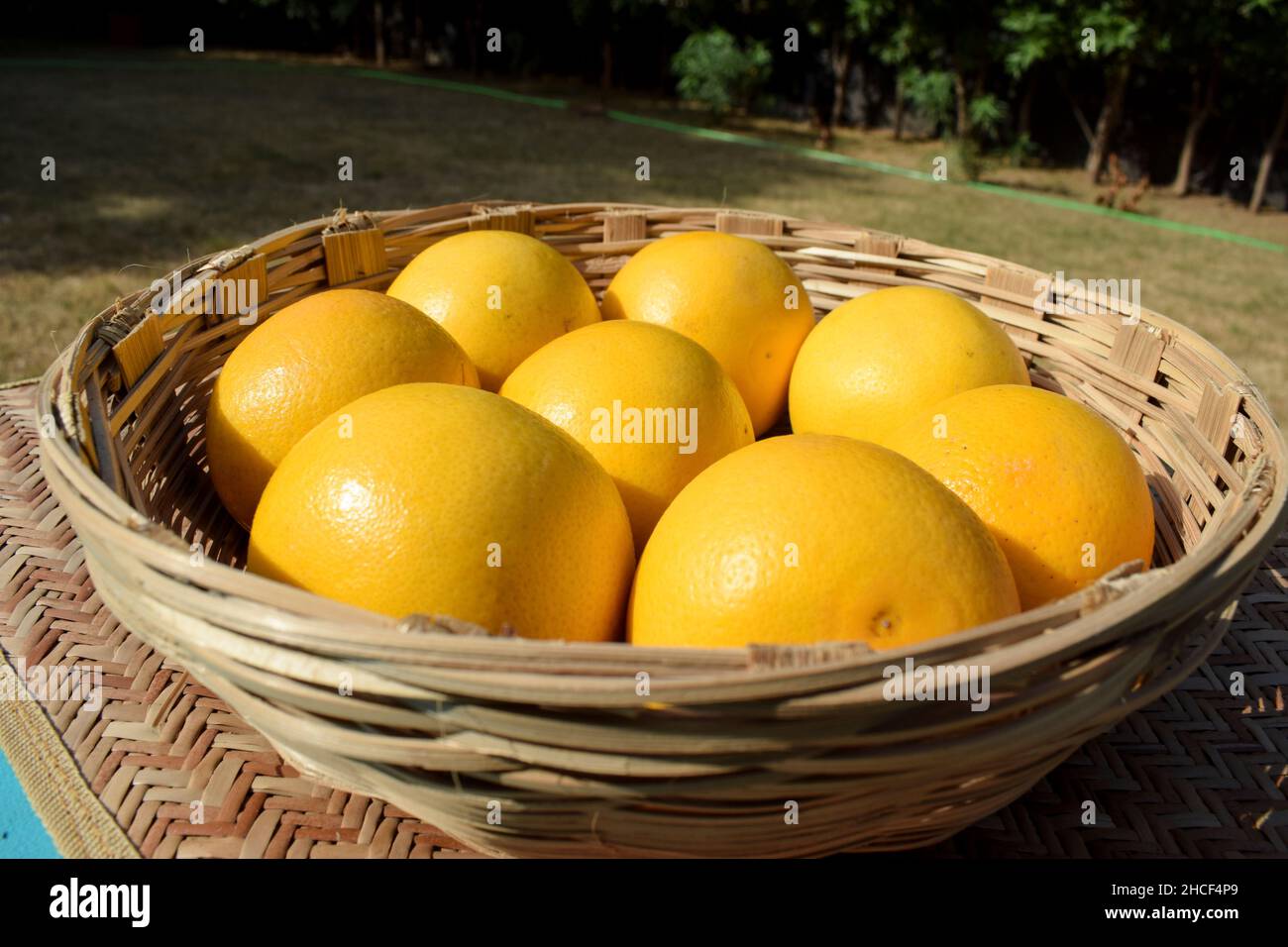 Farm fresh heaps of Citrus fruits Maltas in wicker basket. Organic ...