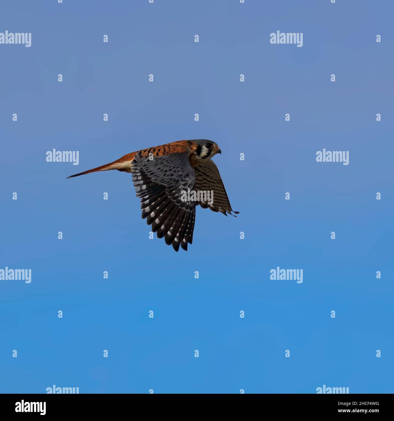 American kestrel in flight hi-res stock photography and images - Alamy