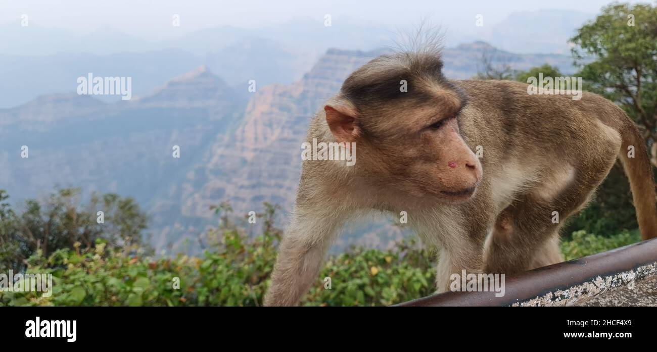 Tropical rainforest monkeys cartoon hi-res stock photography and images ...