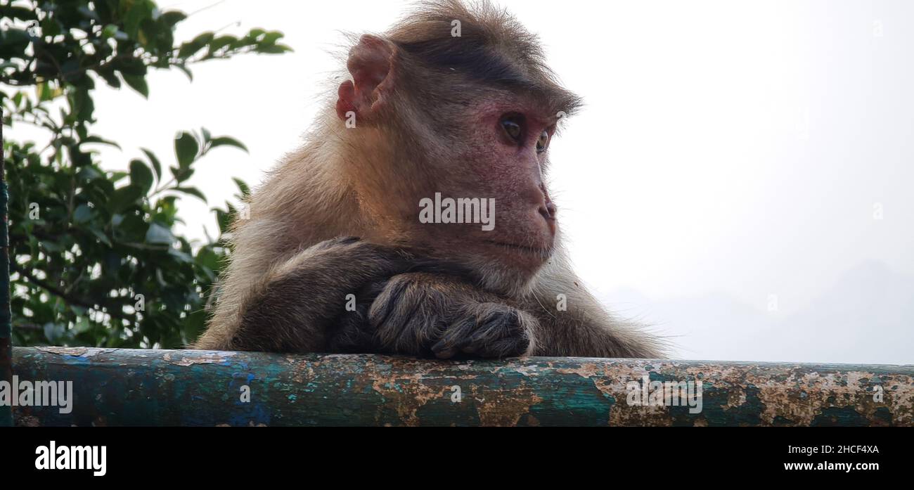 Asian monkey of India sitting on the edge of a cliff with a curious ...